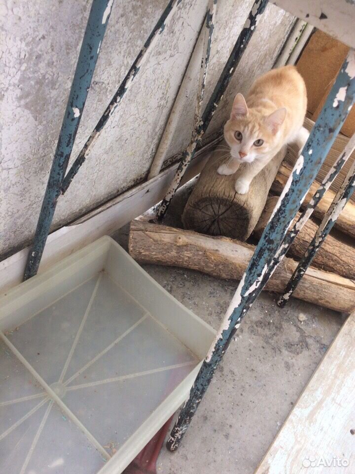 Кот Апельсин