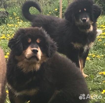 Щенки тибетского мастифа