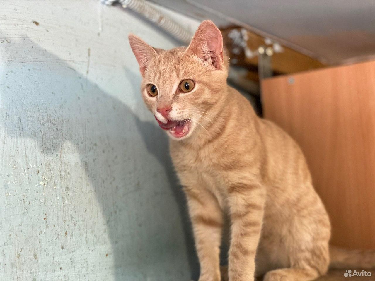 Рыжее чудо, кому