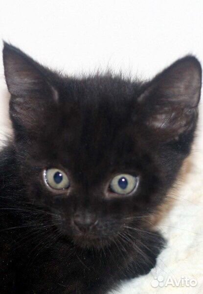 Котенок Мишель ищет самый лучший дом