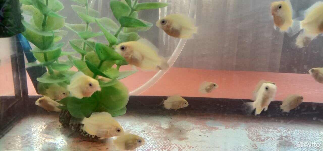 Северумы красноточечные