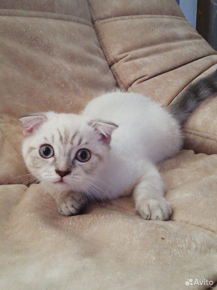 Кошки