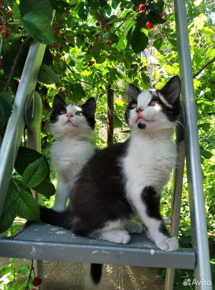 Котята просятся в семью