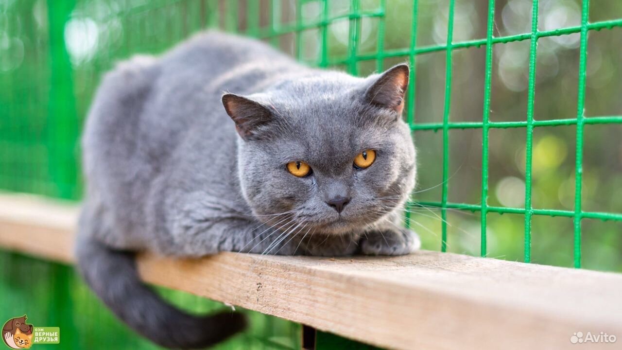 Кот Бося ищет дом
