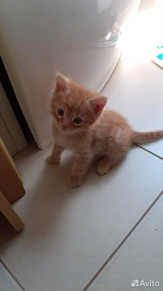 Рыженький котенок ищет хозяев