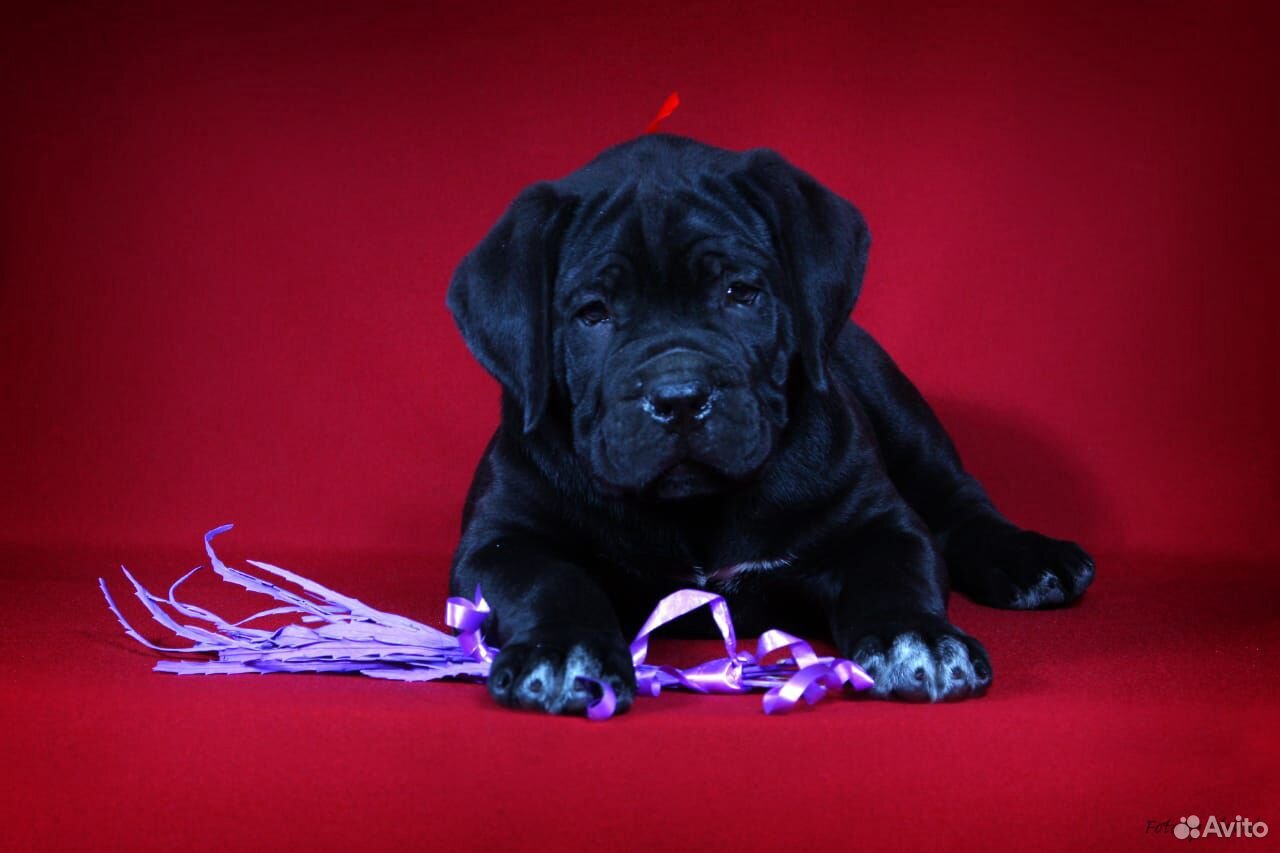 Щенок Кане Корсо