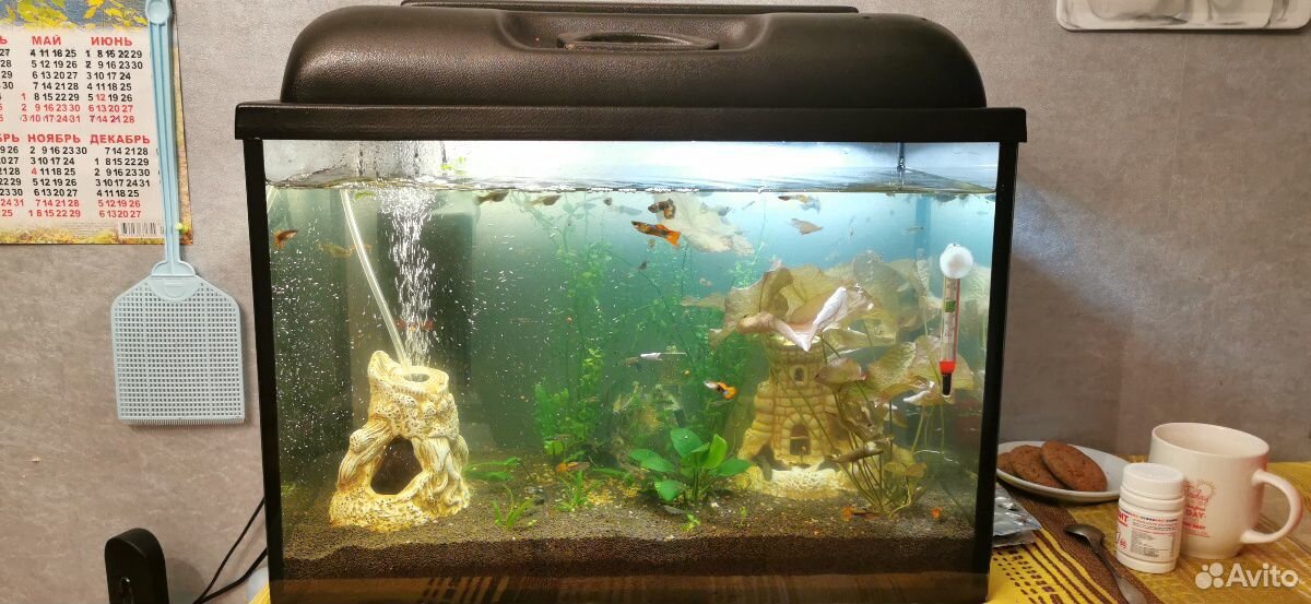 Аквариум на 50 литров