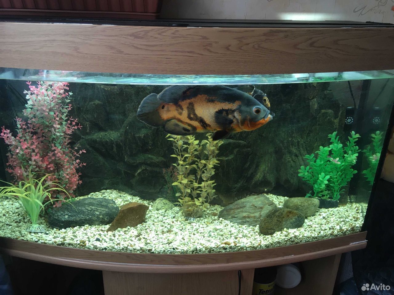 Аквариум