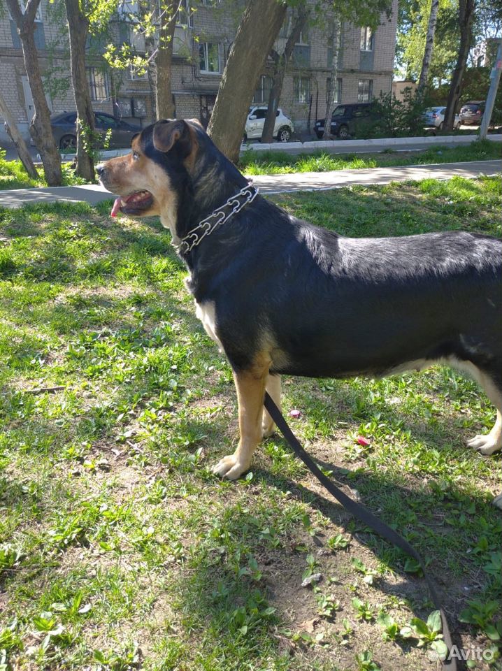 Ротвейлер смесь дворняжка