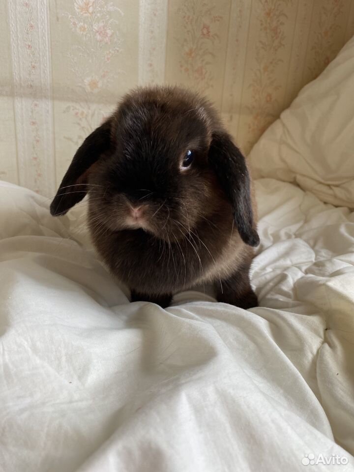 Кролик карликовый
