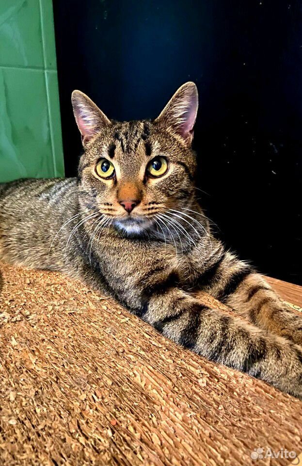 Настощий тигр Валера