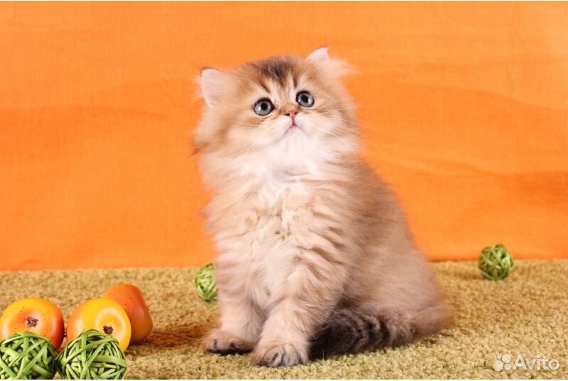 Честер ждёт любящую семью