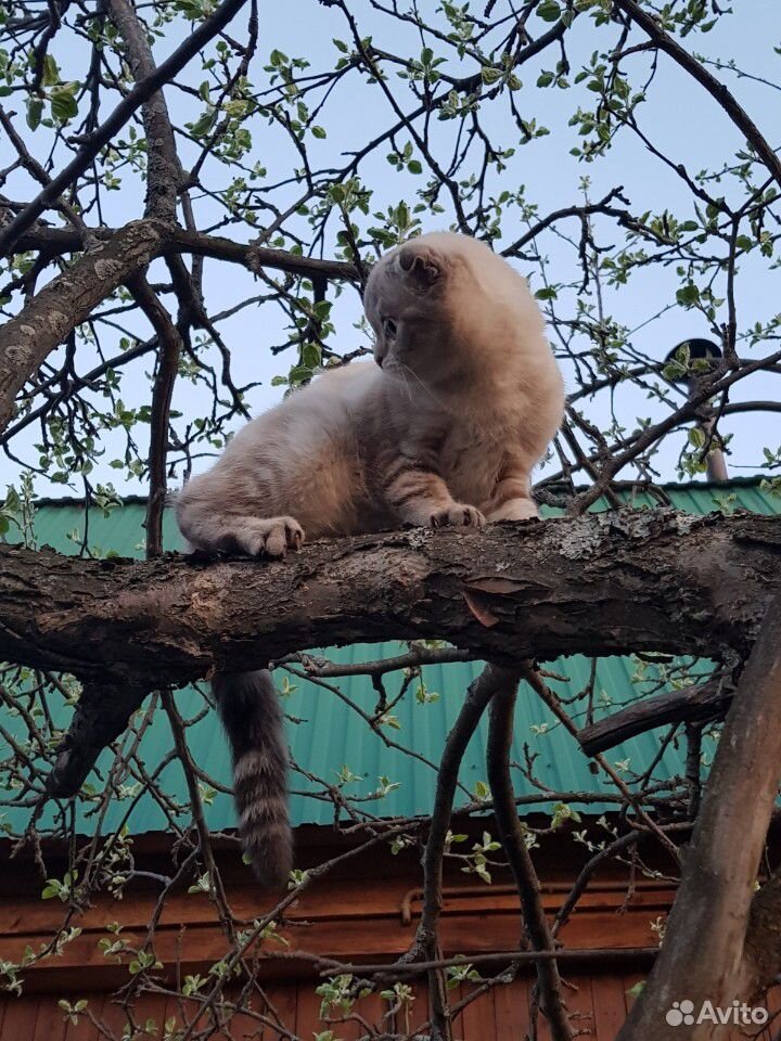 Шотландская вислоухая кошечка