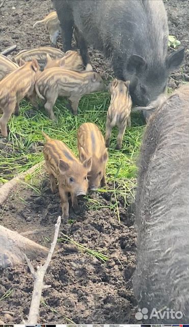 Продаю помесь дикий кабан -дьюрок