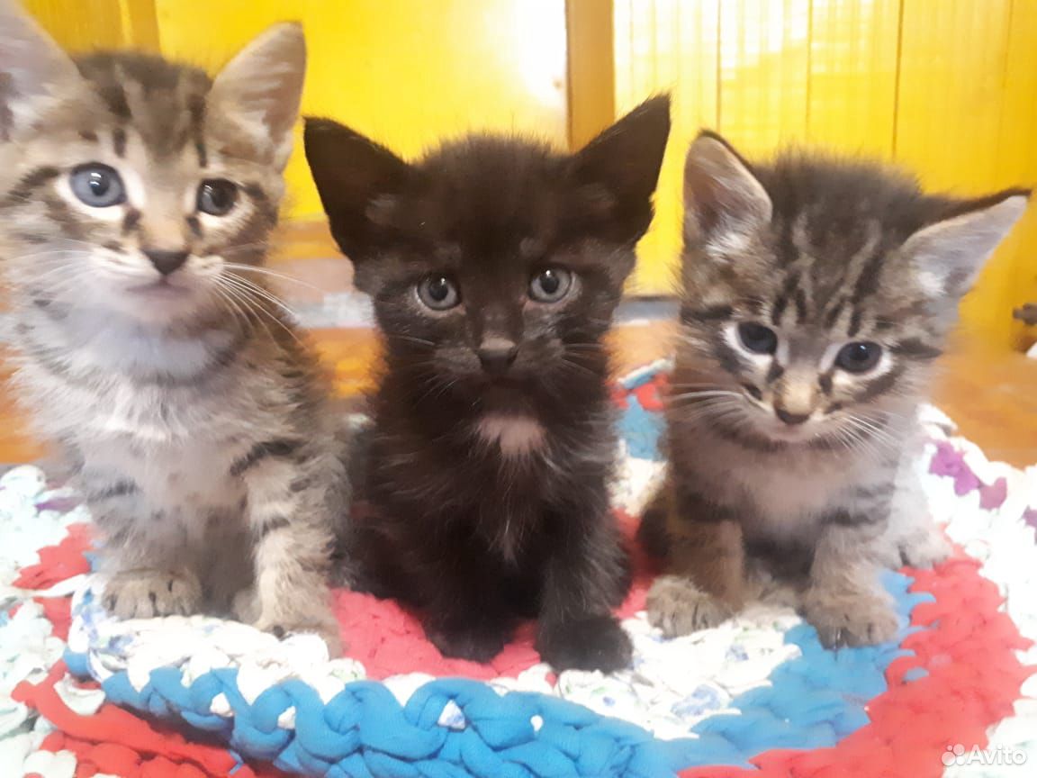 Котята 2 сереньких мальчика и черненькая девочка