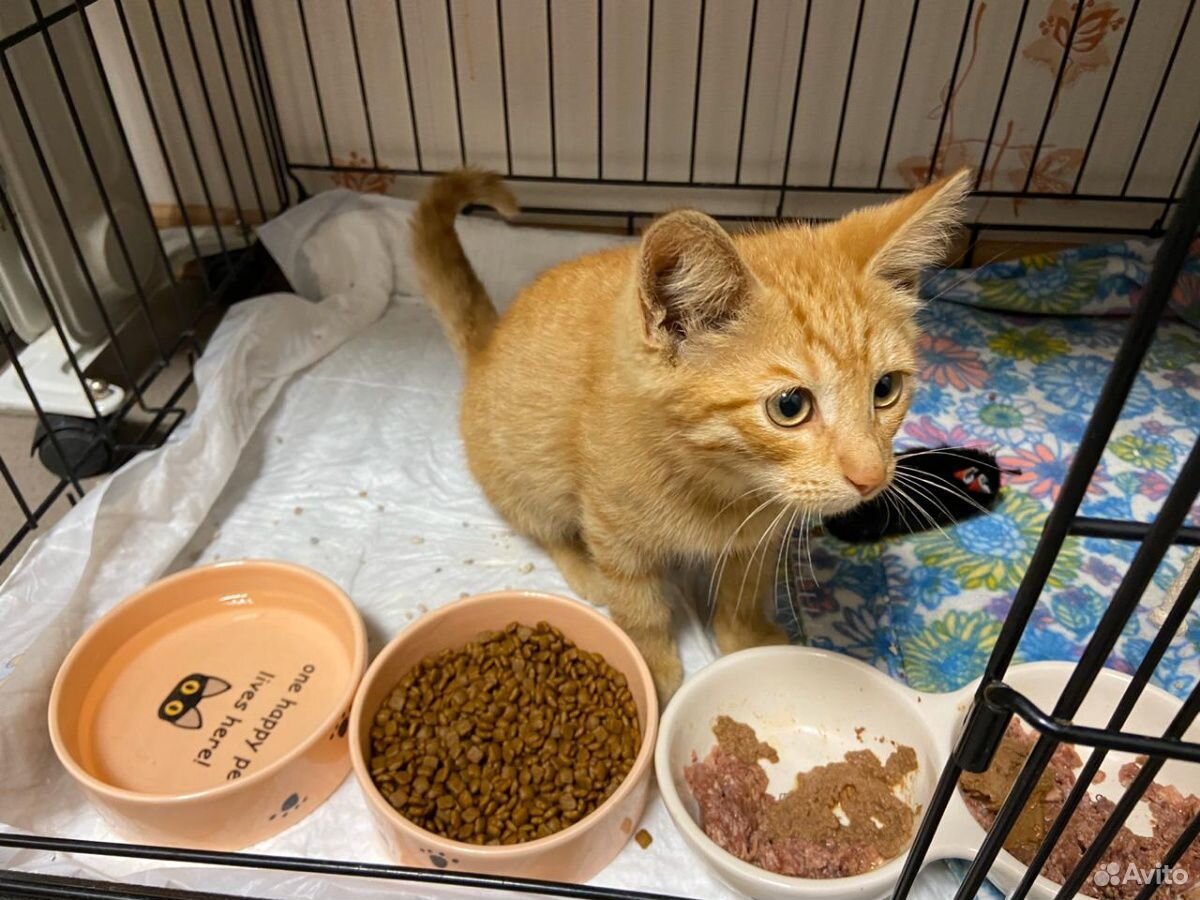 Рыжий котенок мальчик в дар 3 мес