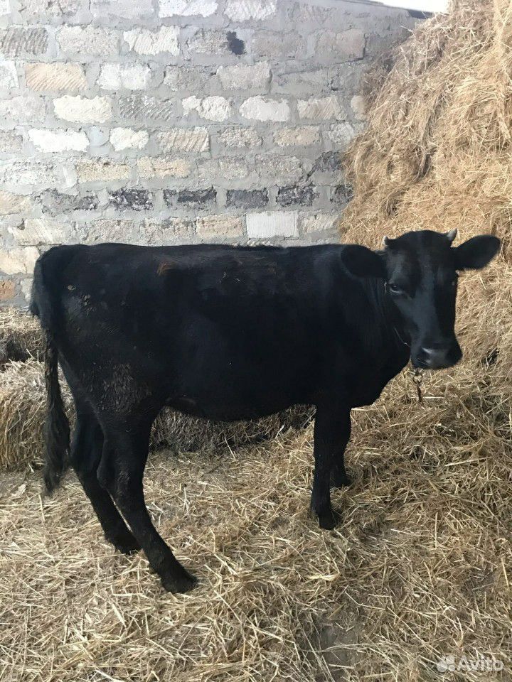 Продам 2-х телочек