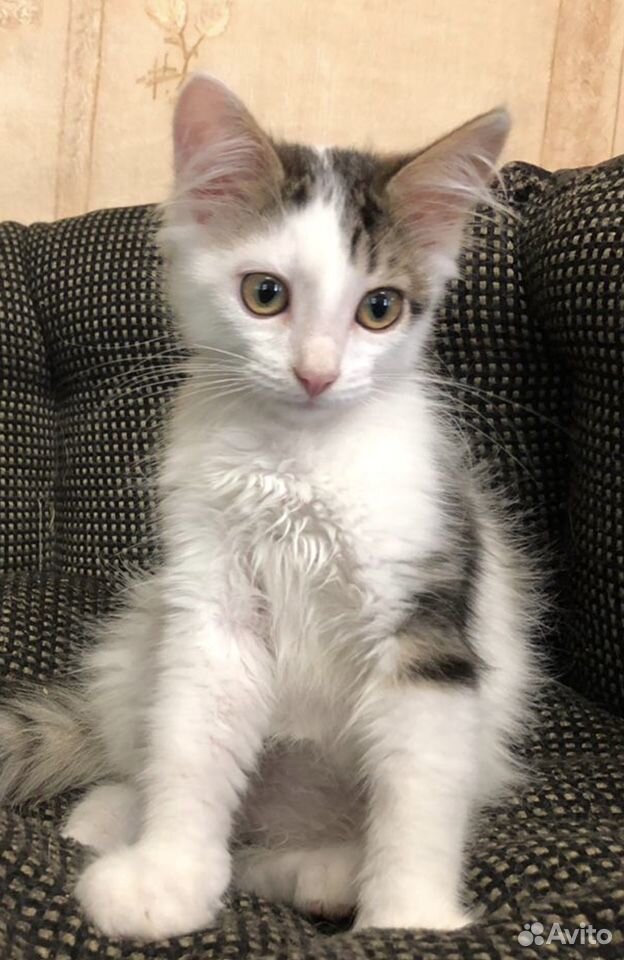 Котёнок милаха Атилла 1,5 месяца в добрые руки