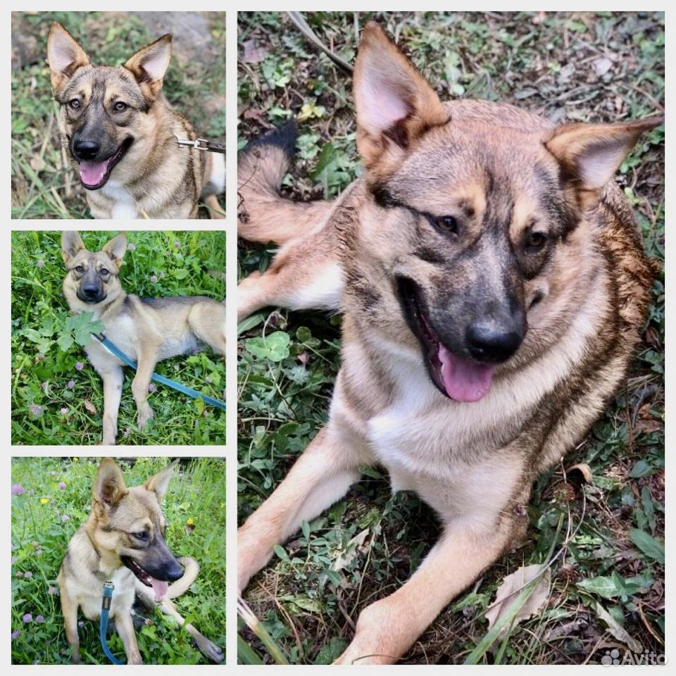 Собака Милка -ваш друг и охранник