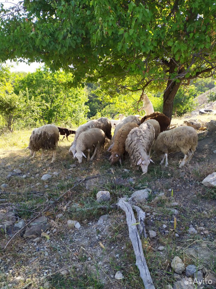 Продаются овечки, козы