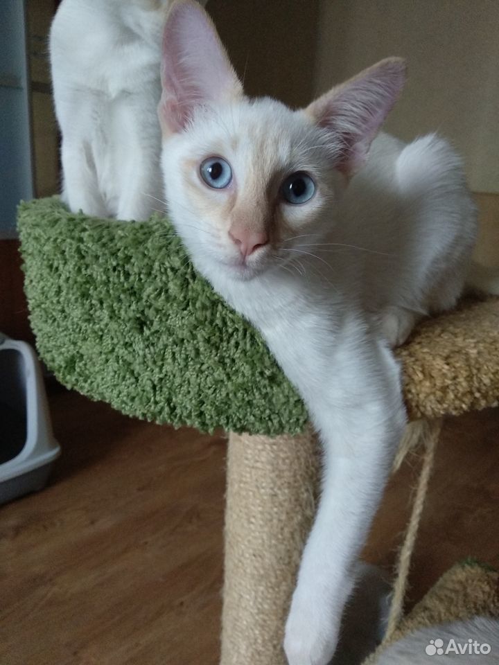 Котик крем-поинт с документами
