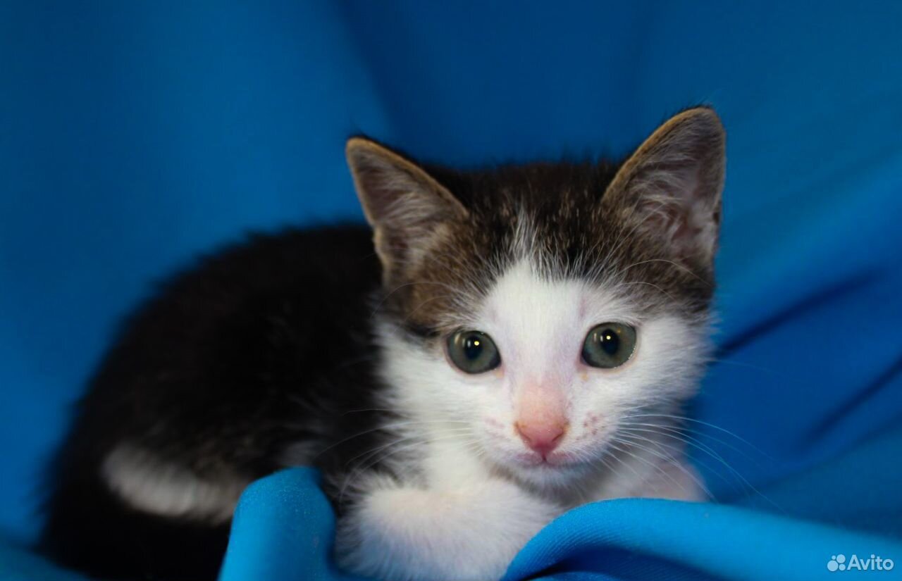 Котёнок, мальчик 1мес