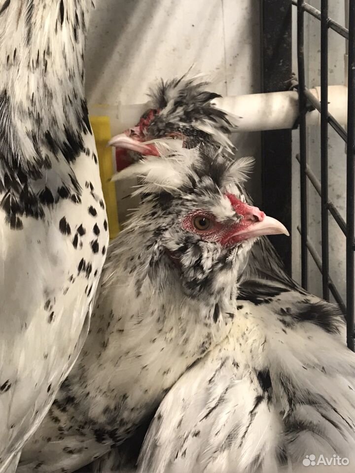 Петухии Павловское серебро