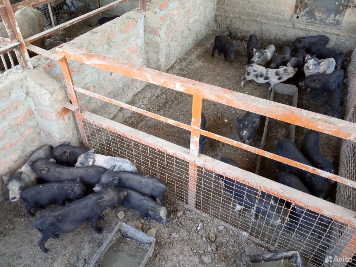 Вьетнамские поросята