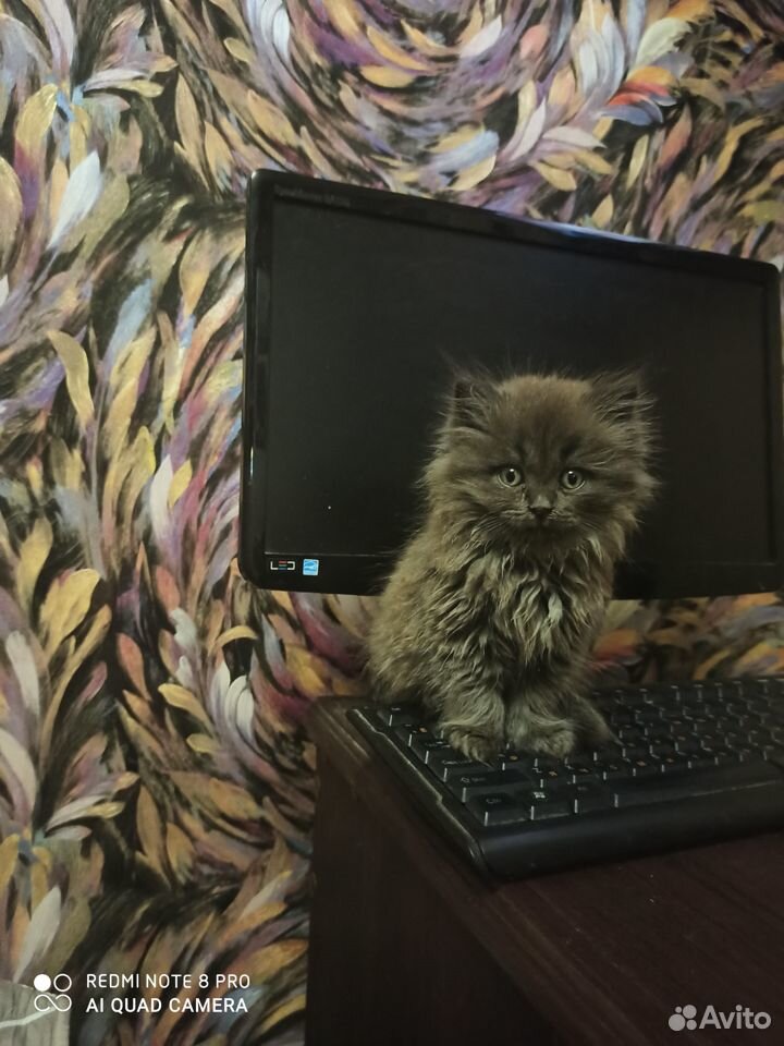 Кошечка