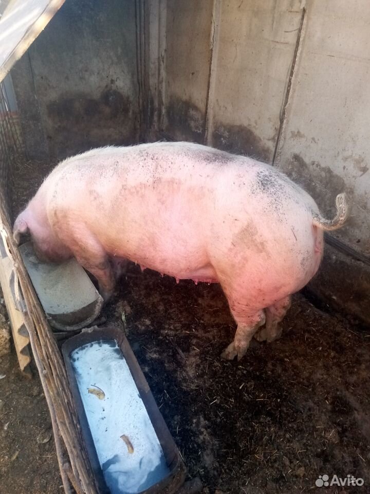 Продам свиноматку 5 опросов.Примерно 200 кг