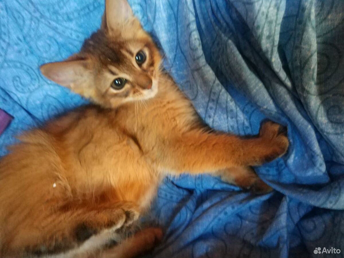 Сомалийская порода мальчик