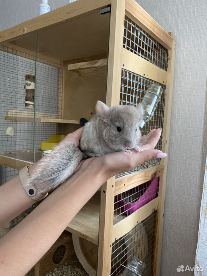 Шиншилла