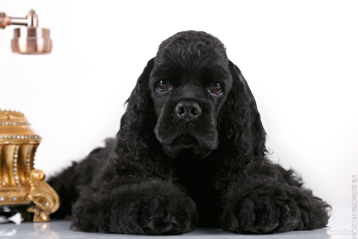 Кокер спаниель