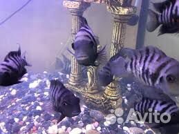 Продам цихлид