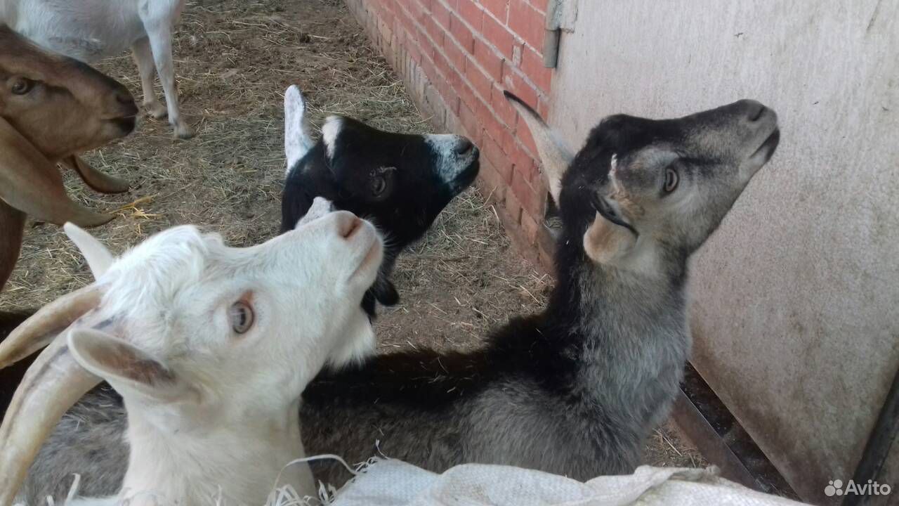 Козлята