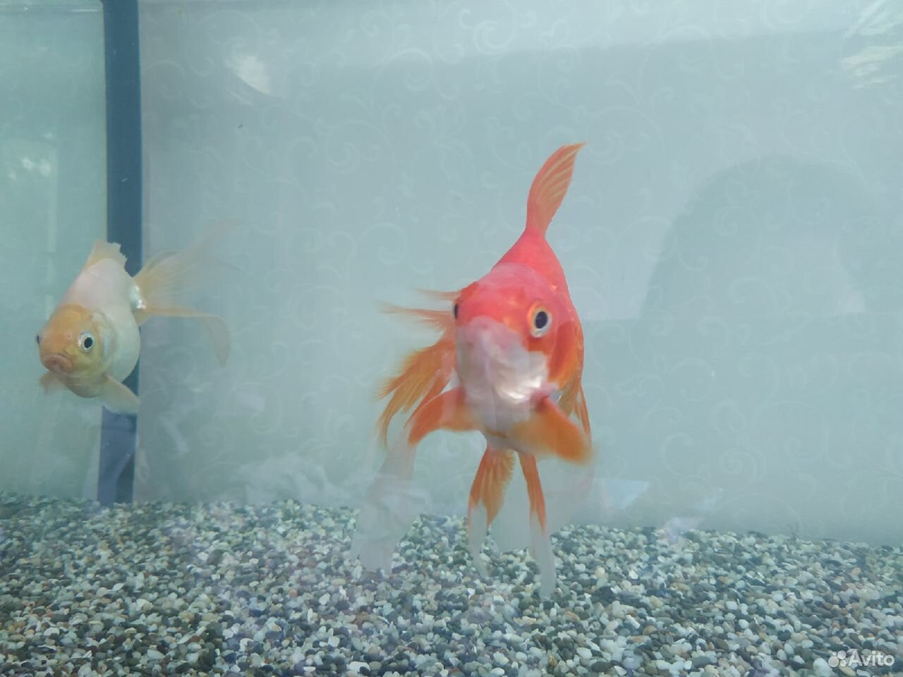 Две крупные золотые рыбки