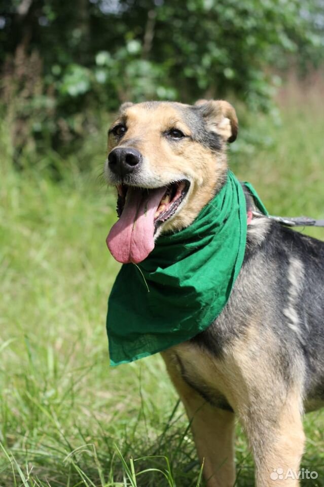 Прекрасный пес ищет свою семью