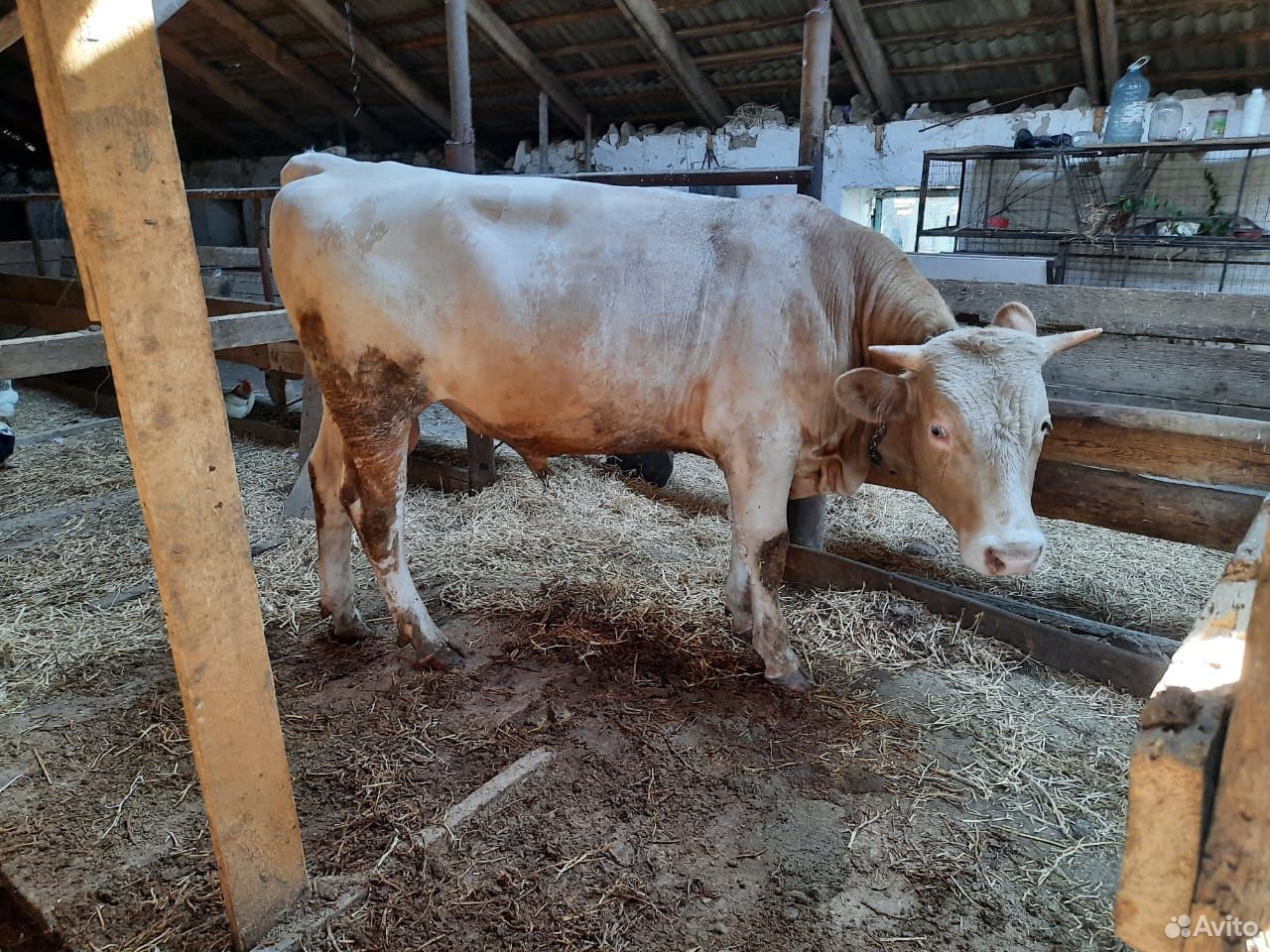 Бык на племя