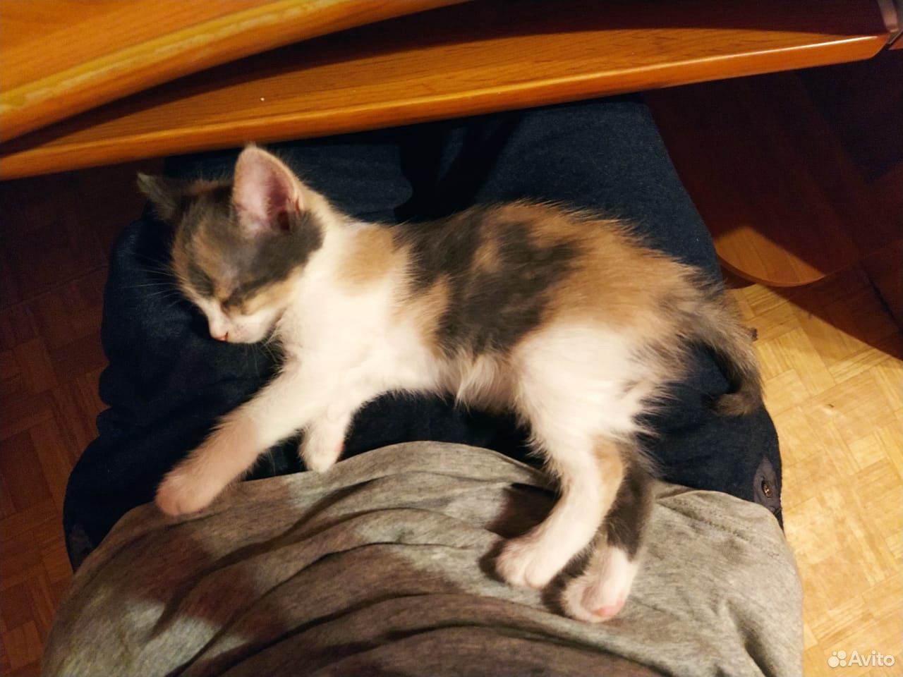Кошка