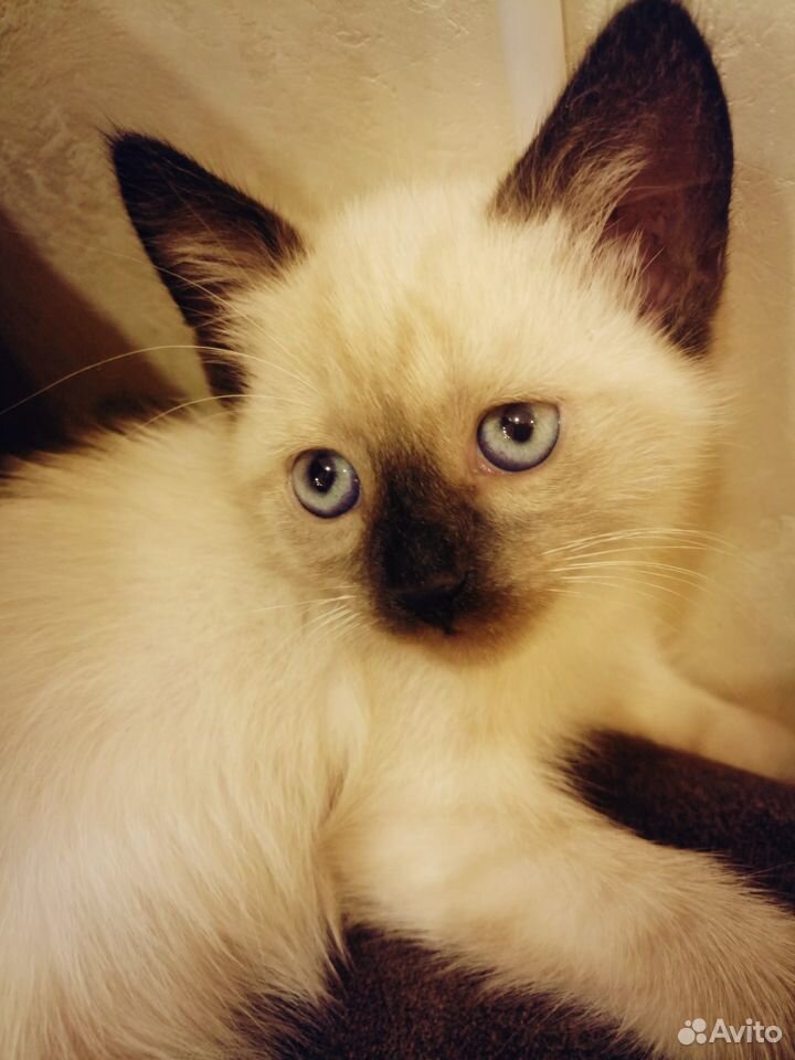 Сиамский котенок