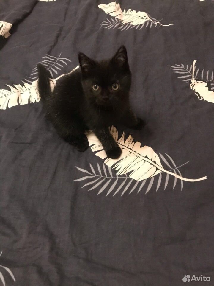 Кот