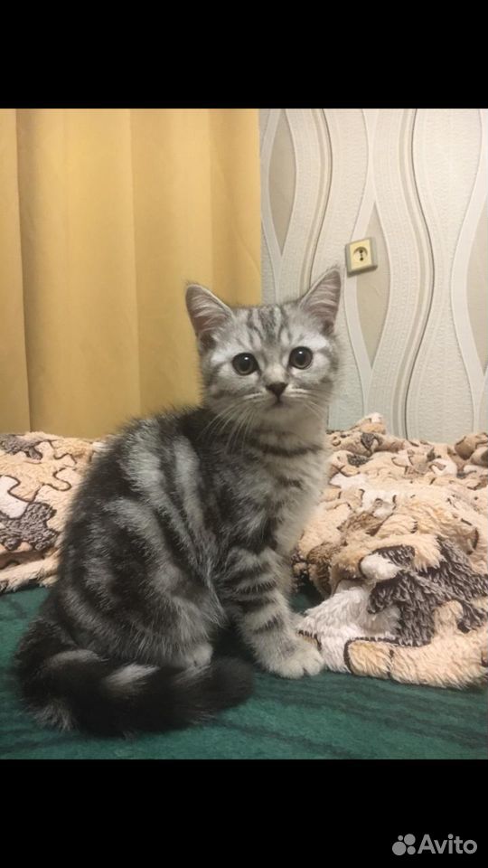 Чистая Шотландская прямоухая девочка