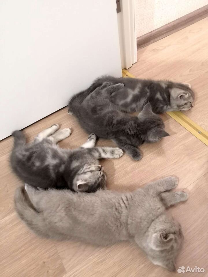 Шотландские котята