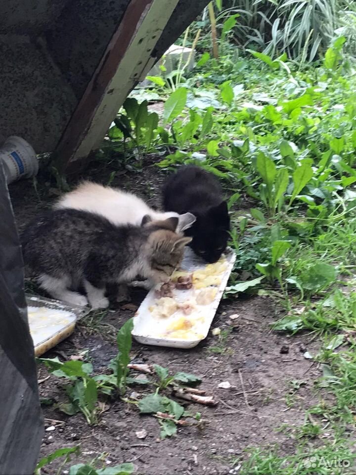 4 котята им всем примерно пол месяца 2 черных один