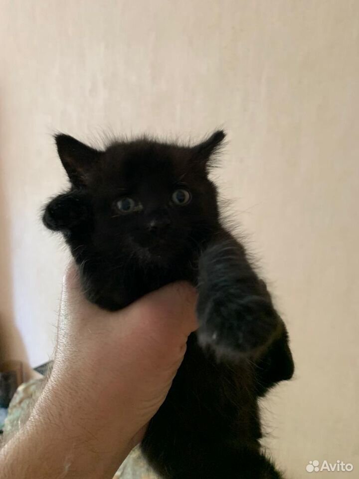 Крошка котик