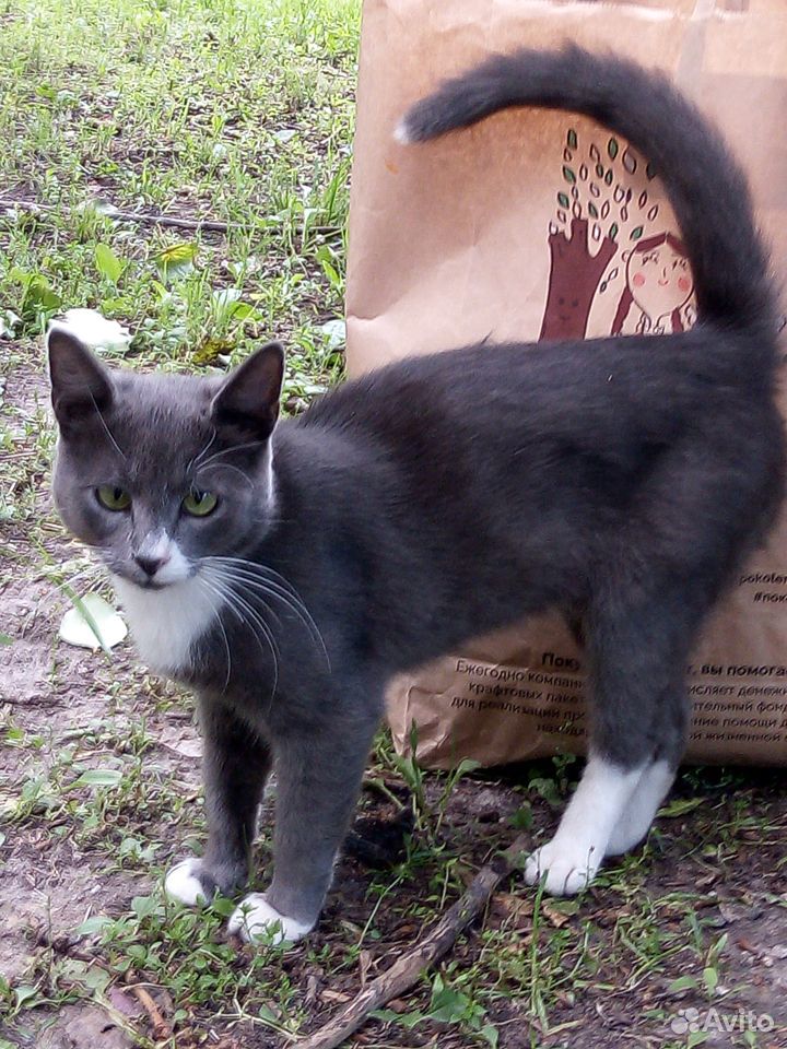 Веселунчик Баксик 10 мес