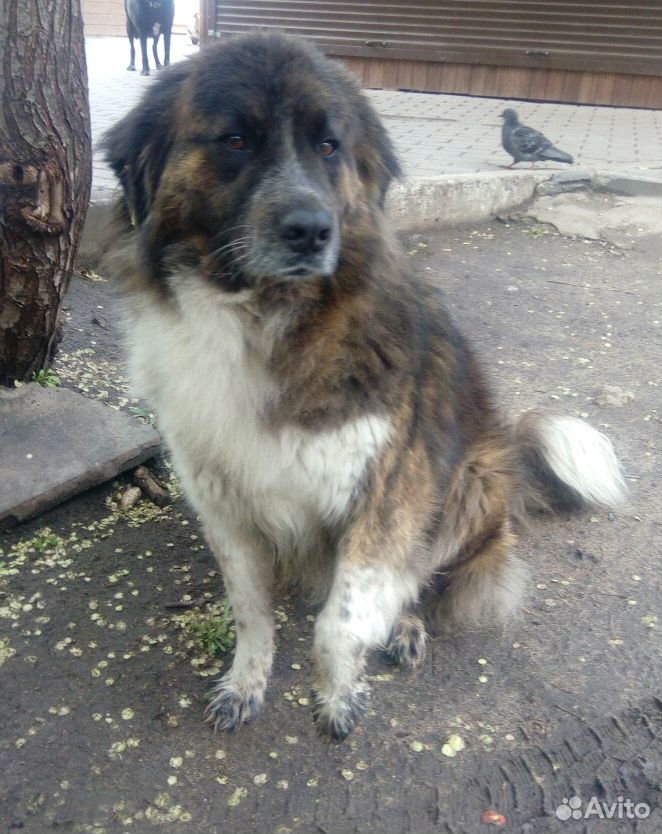 Его зовут Казбек