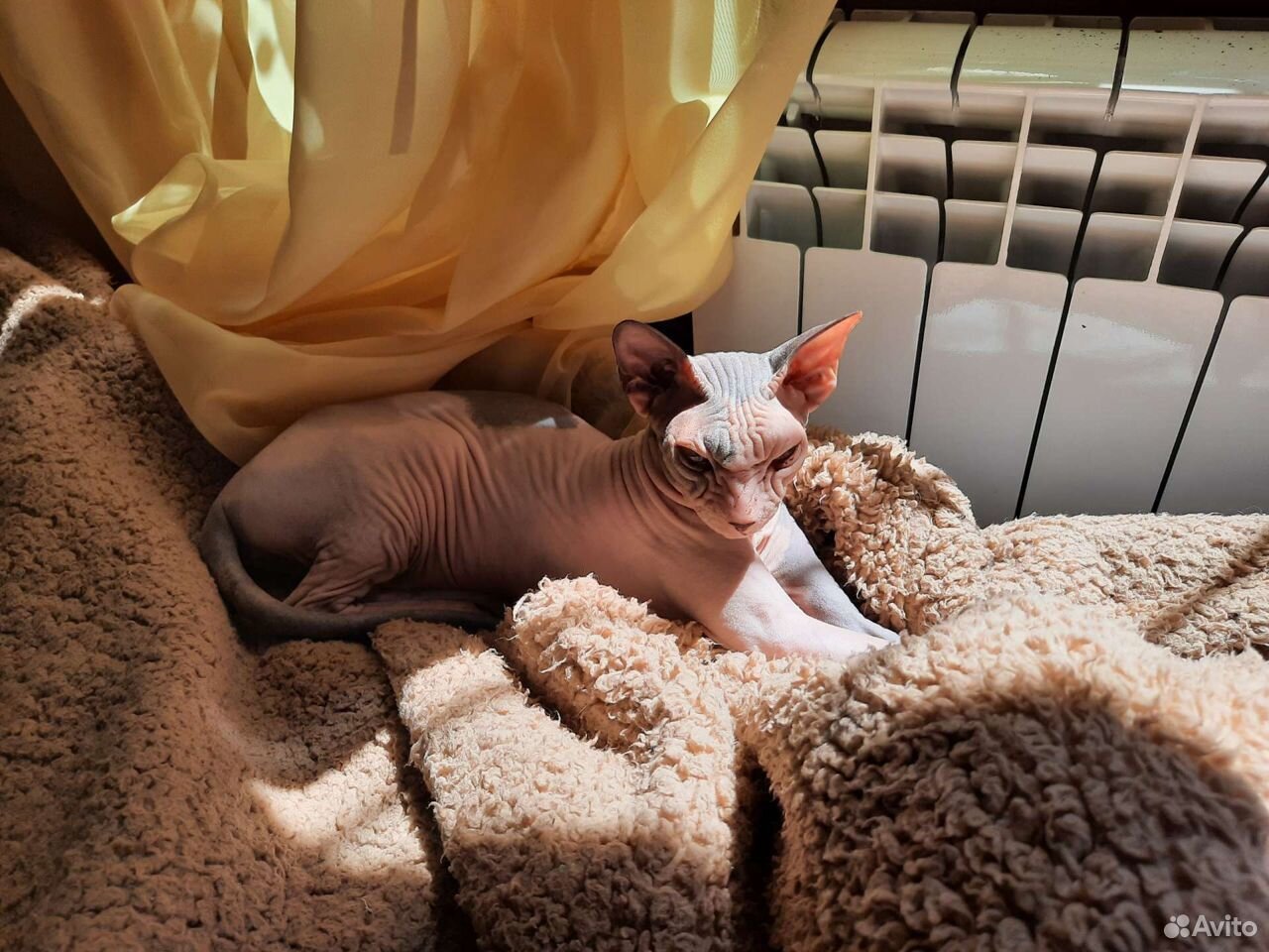 Донской сфинкс(девочка) ищем жениха для первой вяз