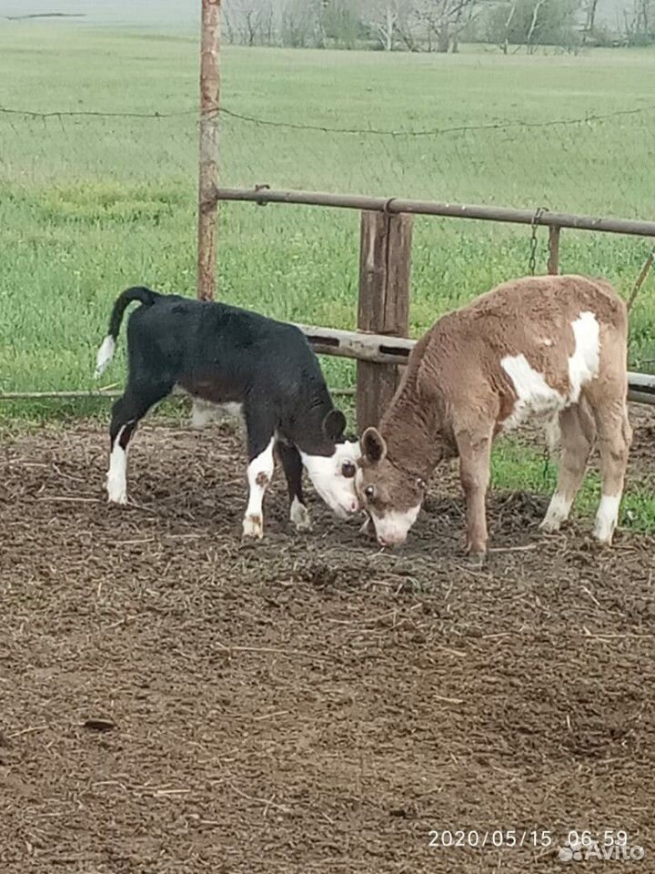 Продаю бычки телята 4-5мес