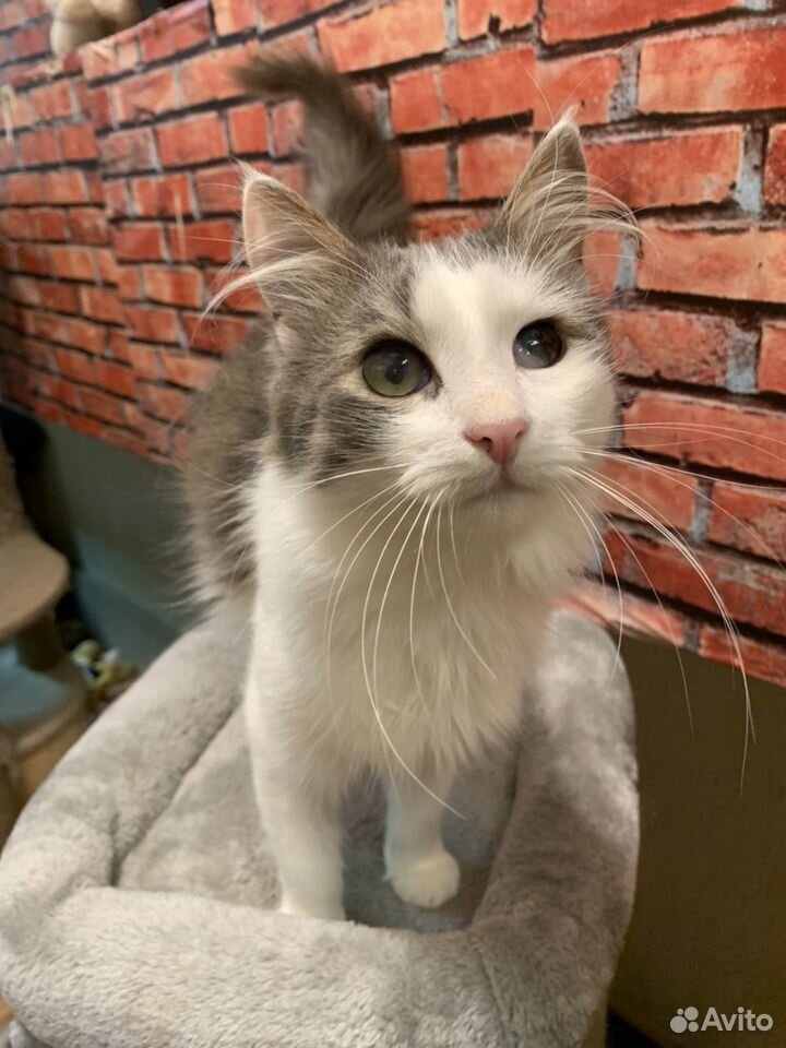 Котик Винни 1 годик